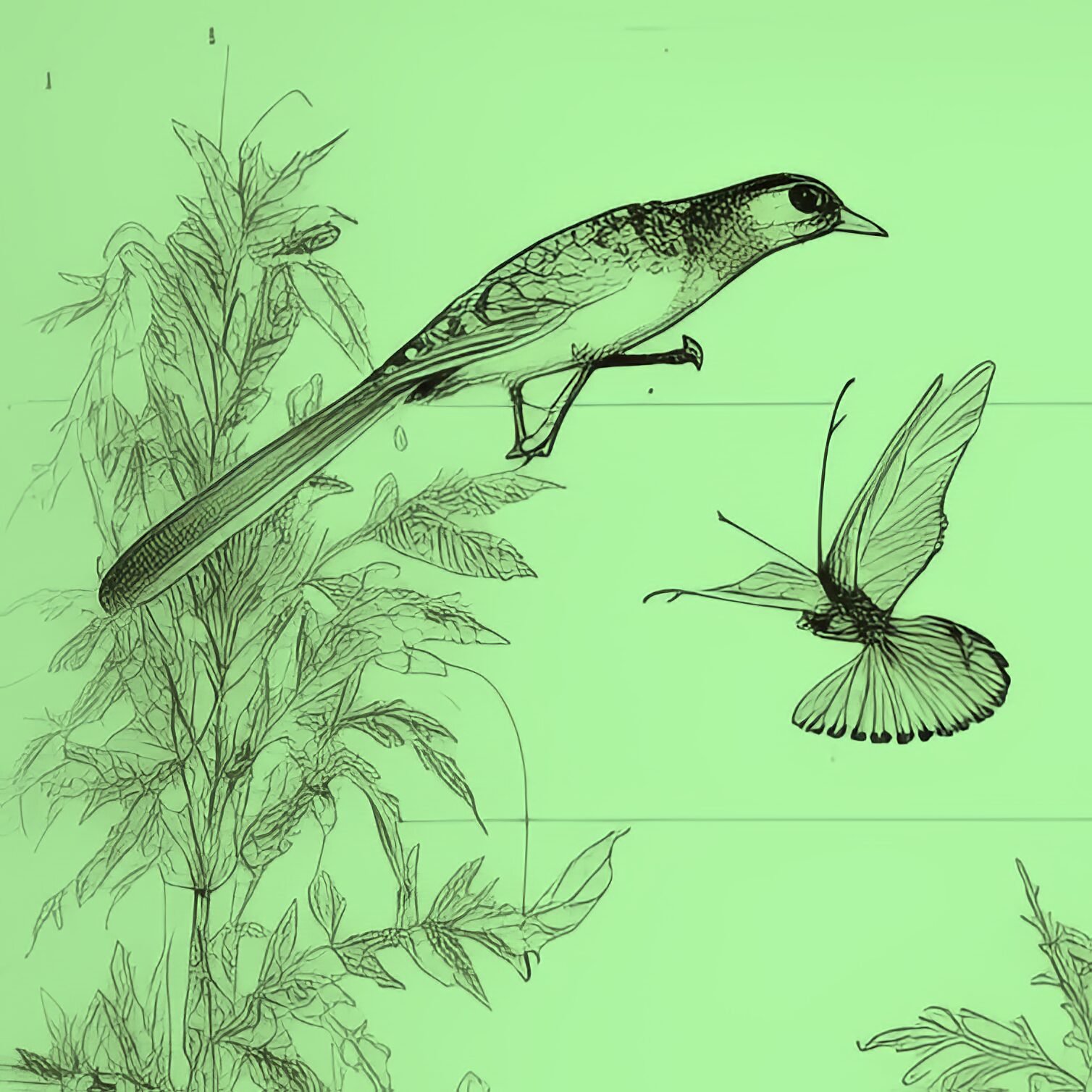 Meet Two “Lost” Species Rediscovered 50+ Years Later - Human Progress