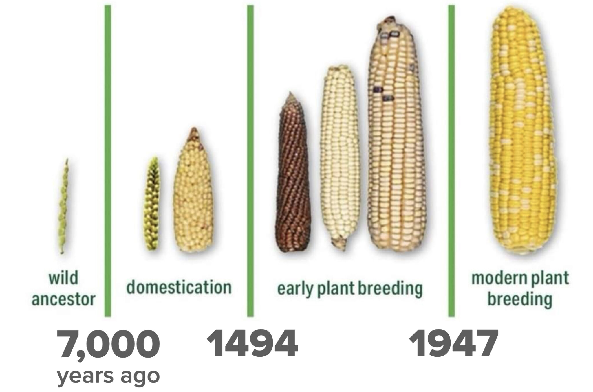 Cornpreneurs Save Us From Davos Elites - Human Progress