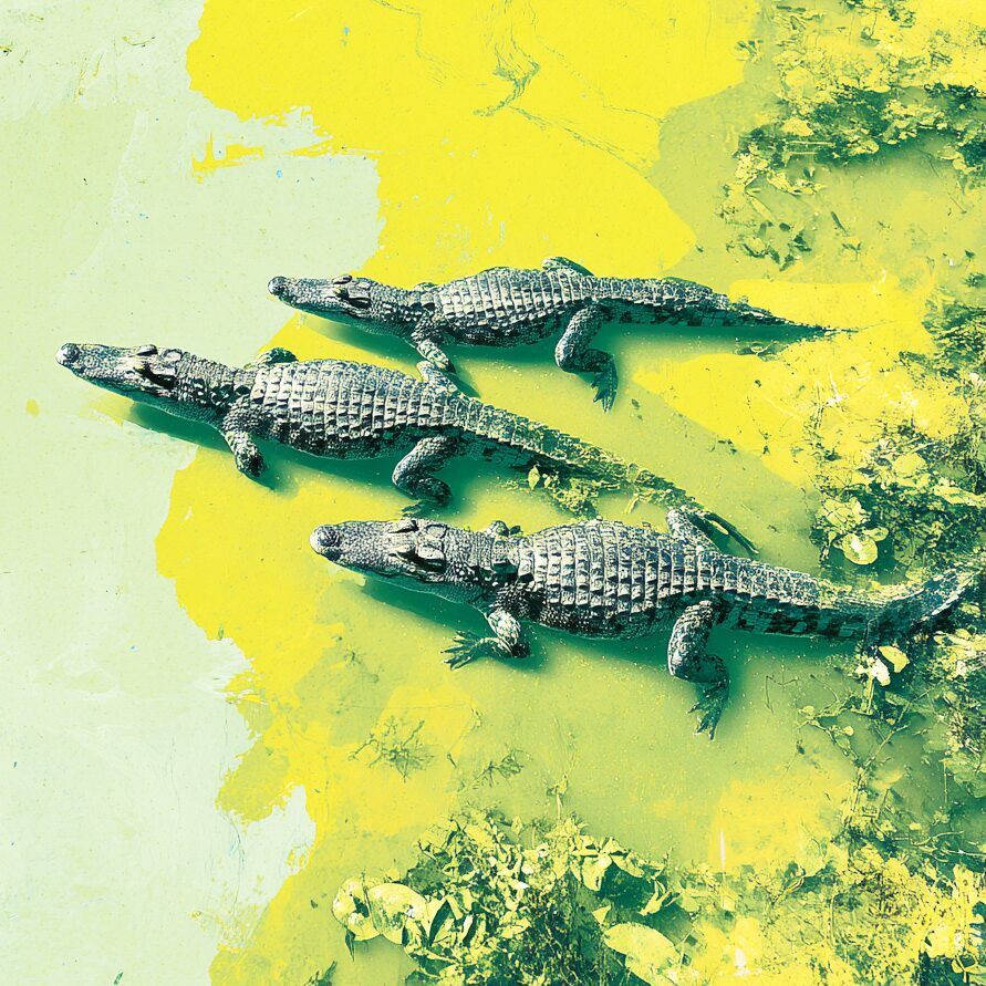 American Crocodiles Are Spreading North in Florida - Human Progress